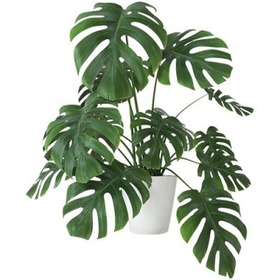 Monstera deliciosa | Grandiozna tropska biljka | Dendrolog