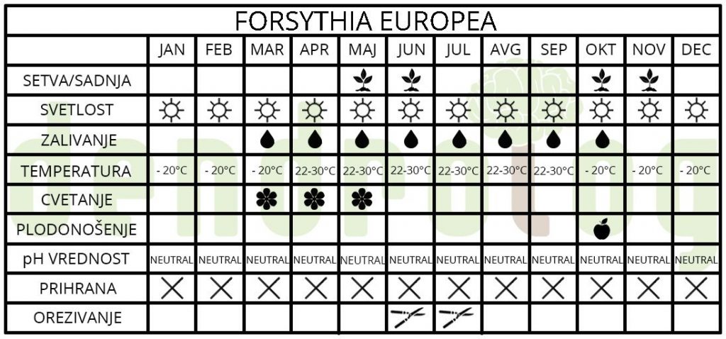 Forzicija - Forsythia europea | Dendrolog - Doktori za biljke