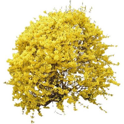 Forzicija - Forsythia europea | Dendrolog - Doktori za biljke