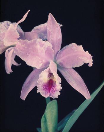 Phalaenopsis orhideje CM i ORS virusi | Dendrolog - Doktori za biljke