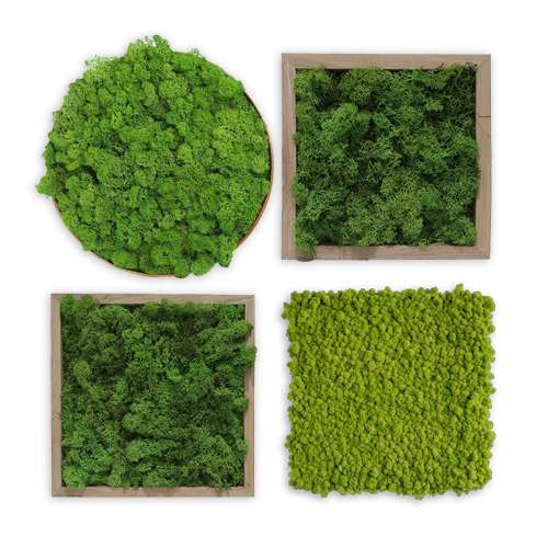 Mahovina - Slike, slova, oblici | Dendrolog - Doktori za biljke